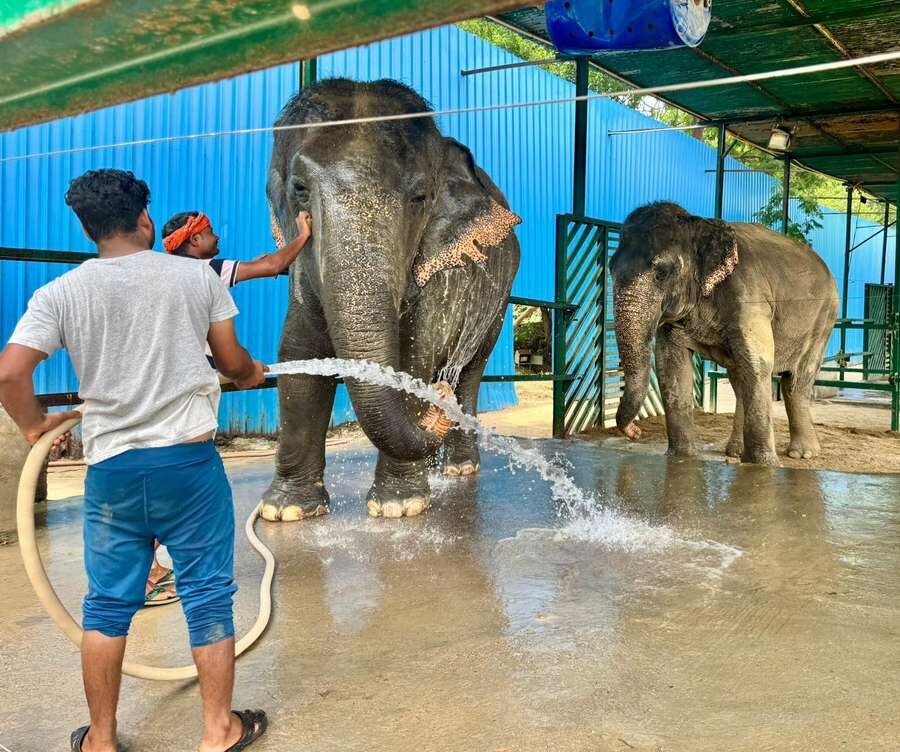 Delhi: Sunrise Taj Mahal & Elephant Rescue - All Inclusive - Detailed Breakdown of the Itinerary