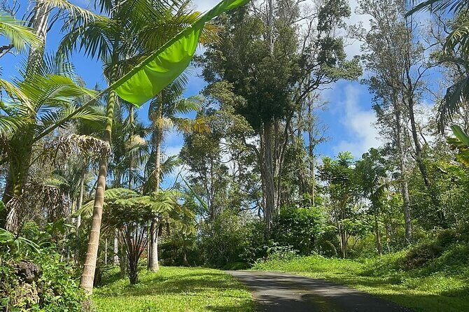 Deluxe Coffee Culture Tour from Berry to Brew in 60 Minutes - An In-Depth Look at the Coffee Tour