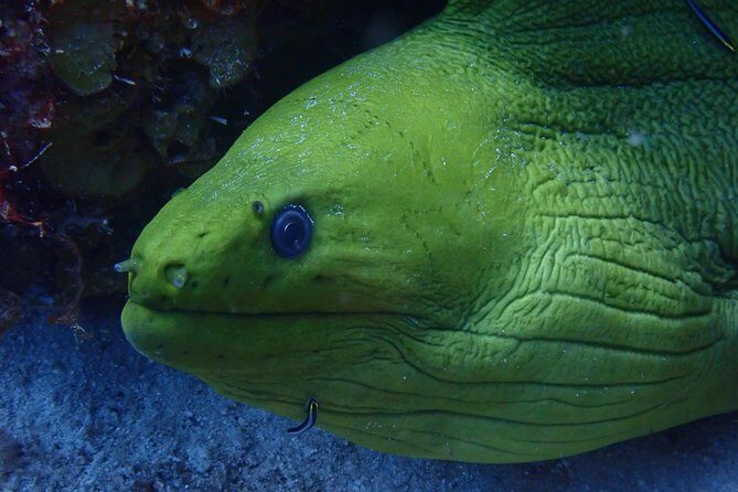 Discover Diving in Curacao - Who Will Love This Experience?