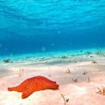 Discover El Cielo and Cozumel Snorkeling Adventure - Overall Value and Who It’s For