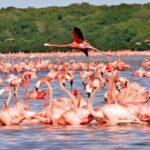 Discover Las Coloradas Adventure Tour All Inclusive - What to Expect from the Las Coloradas Tour