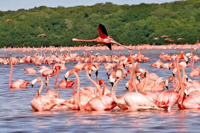Discover Las Coloradas Adventure Tour All Inclusive - What to Expect from the Las Coloradas Tour