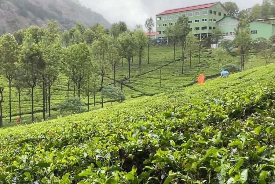 Discover Ooty in a Day  Gardens, Lake & Local Market - Breakfast and Nilgiri Tea: A Taste of the Region