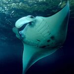 Discover Scuba Diving (DSD) Lembongan Island - The Dive Sites: What Makes Them Special