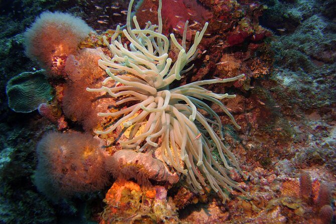 Discover Scuba Diving in Curacao - What Travelers Can Expect: The Practicalities