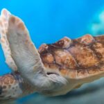 Discover Scuba Diving Lesson Montego Bay Learn to Scuba - A Closer Look at the Itinerary