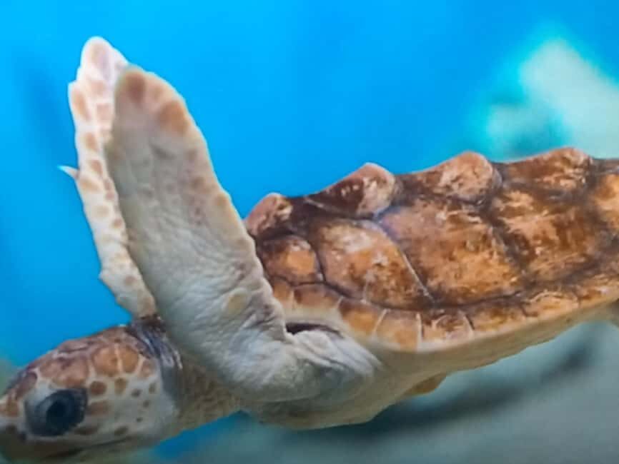 Discover Scuba Diving Lesson Montego Bay Learn to Scuba - A Closer Look at the Itinerary