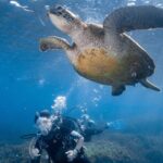 Discover Scuba Diving With Sea Turtles  Xiaoliuqiu, Taiwan - What to Expect from Your Underwater Adventure
