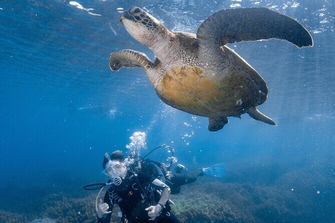 Discover Scuba Diving With Sea Turtles  Xiaoliuqiu, Taiwan - What to Expect from Your Underwater Adventure
