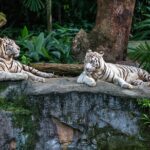 Discover Singapore with Multi-Pass Ticket - Transportation and Logistics