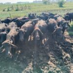 Discover the Art of Curd Making in Tissamaharama - Who Will Love This Experience?