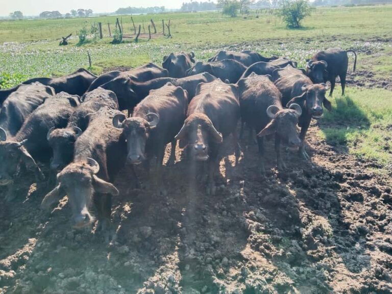 Discover the Art of Curd Making in Tissamaharama - Who Will Love This Experience?