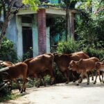 Discover The Hidden Charm Of Hoi Ans Countryside On A Bike Tour - Who Should Consider This Tour?