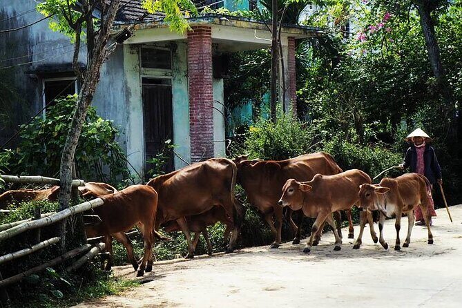 Discover The Hidden Charm Of Hoi Ans Countryside On A Bike Tour - Who Should Consider This Tour?