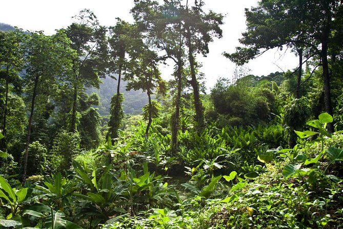 Discover the Rainforest - The Value of the Experience