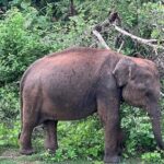 Discover the Wild Magic of Udawalawe National Park - Who Is This Tour Best For?