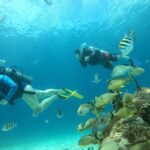 Discovering Diving in Chankanaab Park - The Real Value of This Experience