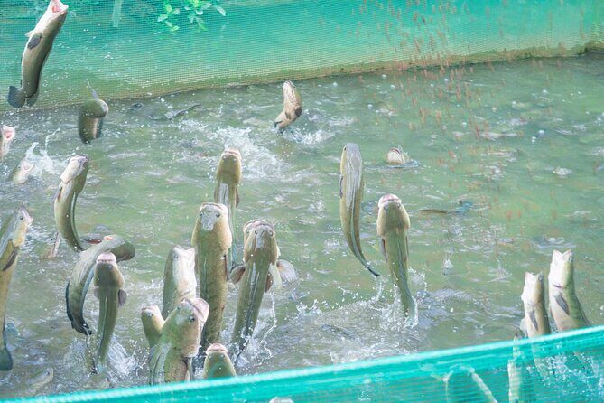 Discovering the Waterways of My Tho Can Tho Chau Doc - Why You’ll Love This Tour