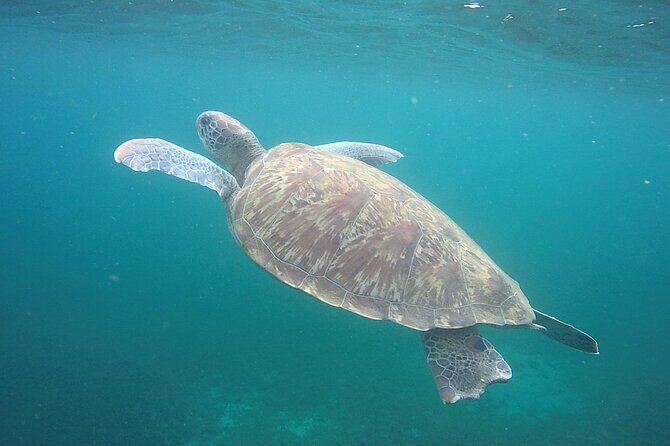 Discovery and snorkeling with sea turtles - What Travelers Can Expect