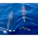 Discovery of dolphins on the Caribbean coast - Who Will Love This Tour?