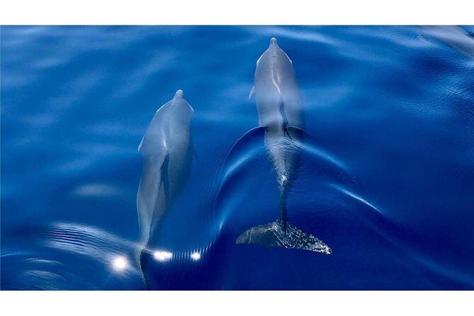 Discovery of dolphins on the Caribbean coast - Who Will Love This Tour?