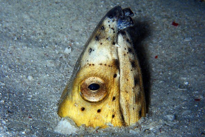 DiveGurus -Scuba Diving in Boracay - Authentic Experiences from Reviews