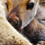 Dog Sledding & Animal Adventures  Anchorage Pickup - Reindeer and Animal Encounters