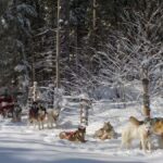 Dogsledding Valley Adventure near Mont-Tremblant - What to Expect in Terms of Value and Experience
