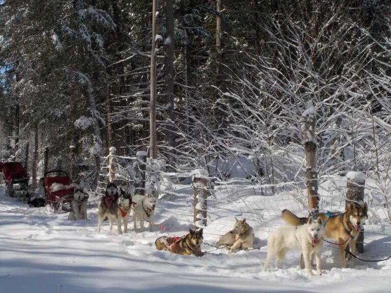 Dogsledding Valley Adventure near Mont-Tremblant - What to Expect in Terms of Value and Experience