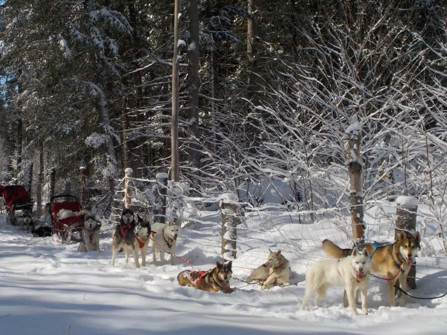 Dogsledding Valley Adventure near Mont-Tremblant - What to Expect in Terms of Value and Experience