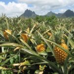 Dole Pineapple Plantation and Ko Hana Rum Afternoon Tour - Authenticity and Local Flavor