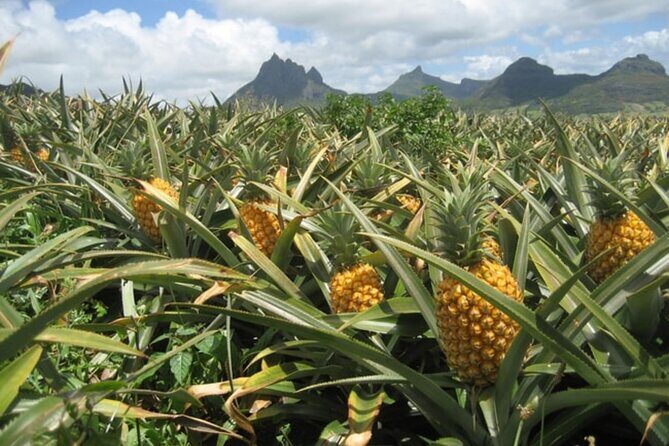 Dole Pineapple Plantation and Ko Hana Rum Afternoon Tour - Authenticity and Local Flavor