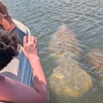 Dolphin and Manatee Boat Tour from Cocoa Beach and Port Canaveral - A Closer Look at the Experience