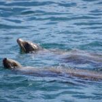 Dolphin and Sea Lion Tour of Catalina Island - What Reviewers Are Saying