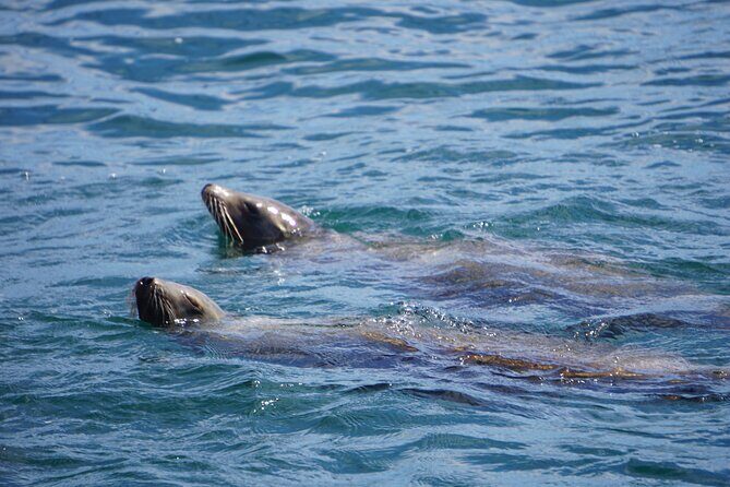 Dolphin and Sea Lion Tour of Catalina Island - What Reviewers Are Saying