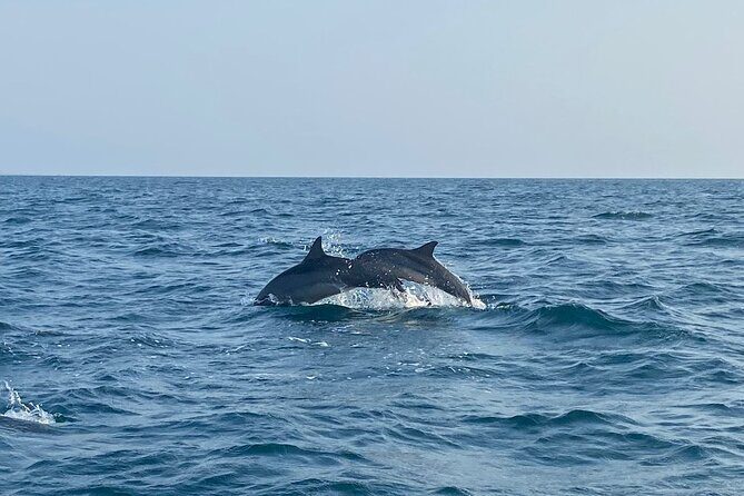 Dolphin Watching and Village Tour 3 Days Experience - Who Should Consider This Tour?