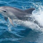 Dolphin Watching Tour - Final Thoughts: Is This Dolphin Tour Worth It?