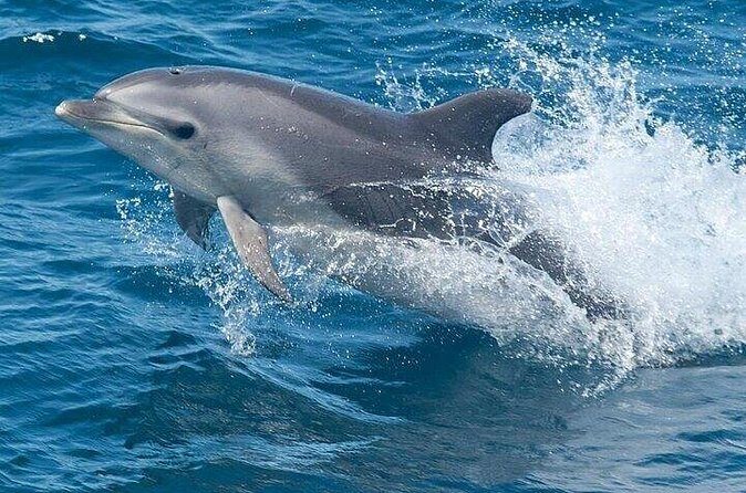 Dolphin Watching Tour - Final Thoughts: Is This Dolphin Tour Worth It?
