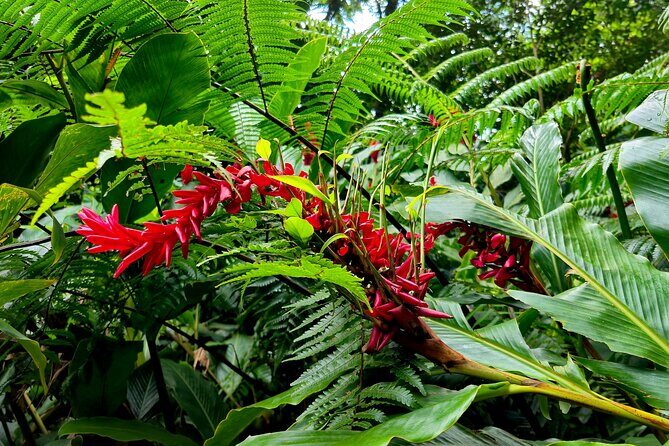 Dominica Adventure Hiking, Swimming, and Hot Springs Tour - The Practical Side: Transport, Cost, and Group Size