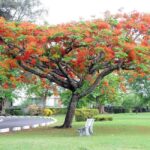 Dominica: Safari Scenic Tour with Karaoke - What Makes This Tour Stand Out?