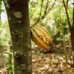 Dominican Culture & Buggy Family Adventure from Punta Cana - The Experience in Detail: What You Can Expect