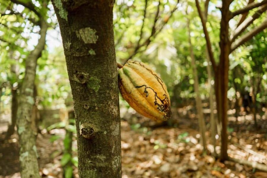 Dominican Culture & Buggy Family Adventure from Punta Cana - The Experience in Detail: What You Can Expect