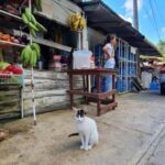 Dominican Republic Countryside Safari Tour from Puerto Plata - Taino Valley Tropical Park: A Natural Sanctuary