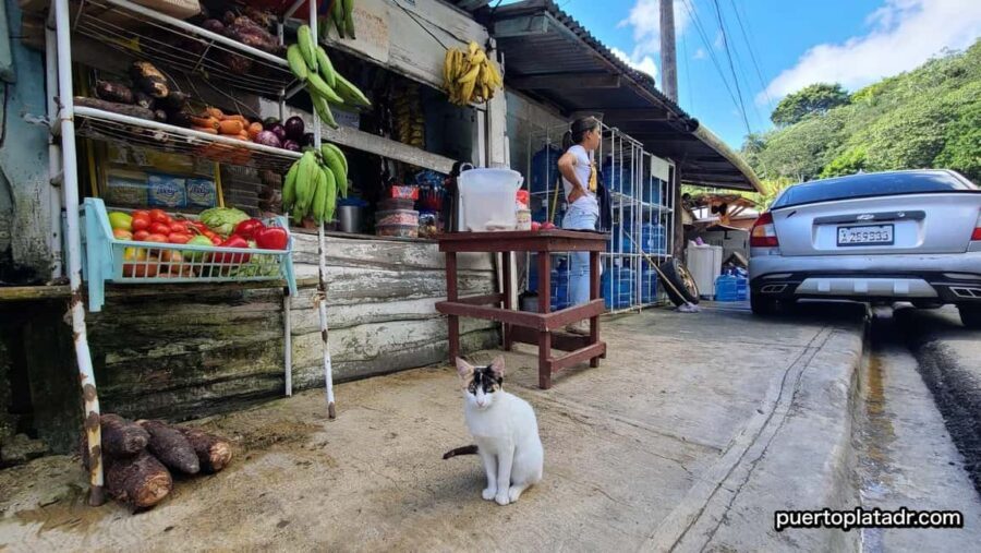 Dominican Republic Countryside Safari Tour from Puerto Plata - Taino Valley Tropical Park: A Natural Sanctuary