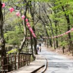 Donghaksa Temple Cherry Blossom and Jeonju Hanok Village - Authentic Experiences and What Travelers Say