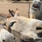 Donkey Sanctuary Tour with a Local Guide - Authentic Experiences and Traveler Feedback