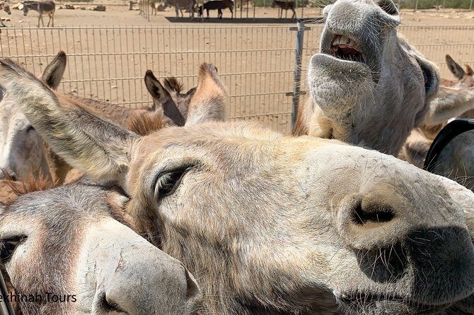 Donkey Sanctuary Tour with a Local Guide - Authentic Experiences and Traveler Feedback