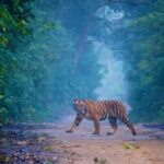 Double Safari in Jim Corbett: 2 Days of Wildlife from Delhi - The Itinerary: What You’ll Experience