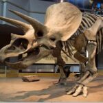 Drumheller Tour: Museum, Hoodoos,Horseshoe Canyon & Lot More - An In-Depth Look at the Drumheller Tour