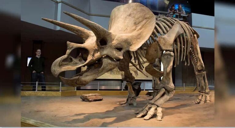 Drumheller Tour: Museum, Hoodoos,Horseshoe Canyon & Lot More - An In-Depth Look at the Drumheller Tour